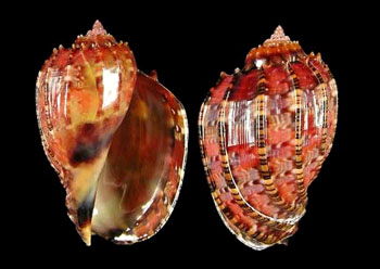 涡螺总科 Volutacea 蓝色动物学（中国动物学科普）